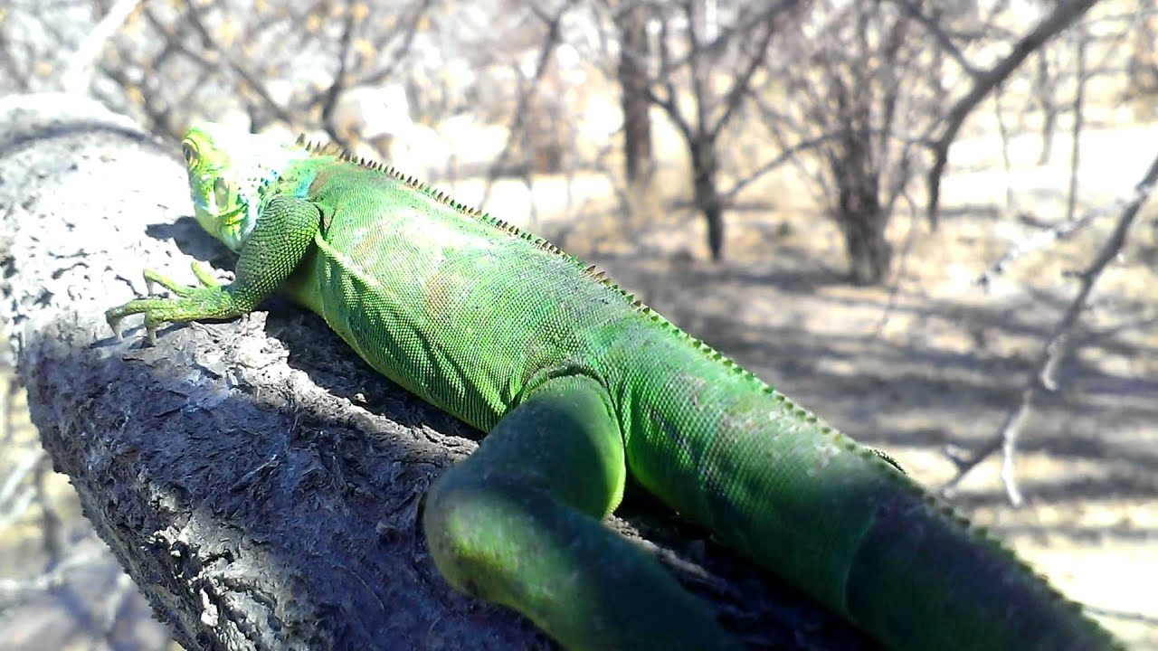 Green iguana climbing tree (HD) - YouTube