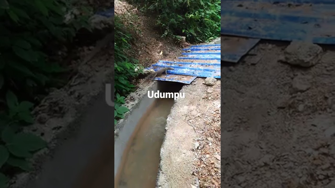 udumpu in forest - YouTube