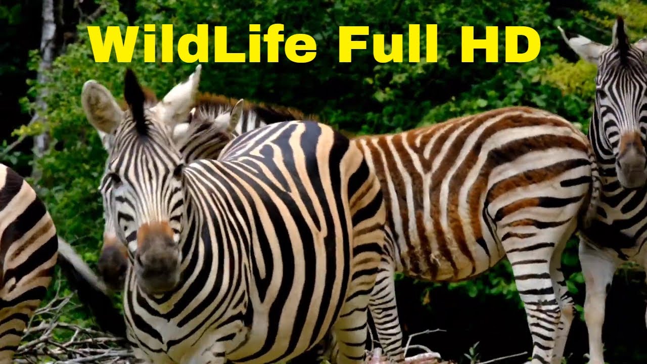 national geographic wildlife nature documentary Animals - YouTube