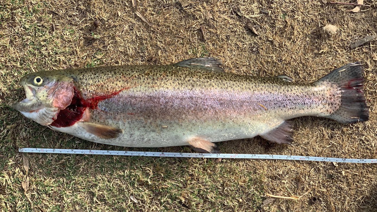 Trout fishing at lake prado regional park - YouTube