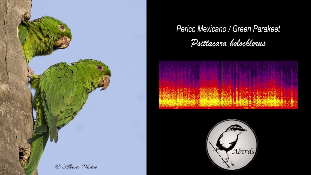Perico Mexicano (Psittacara holochlorus) - YouTube