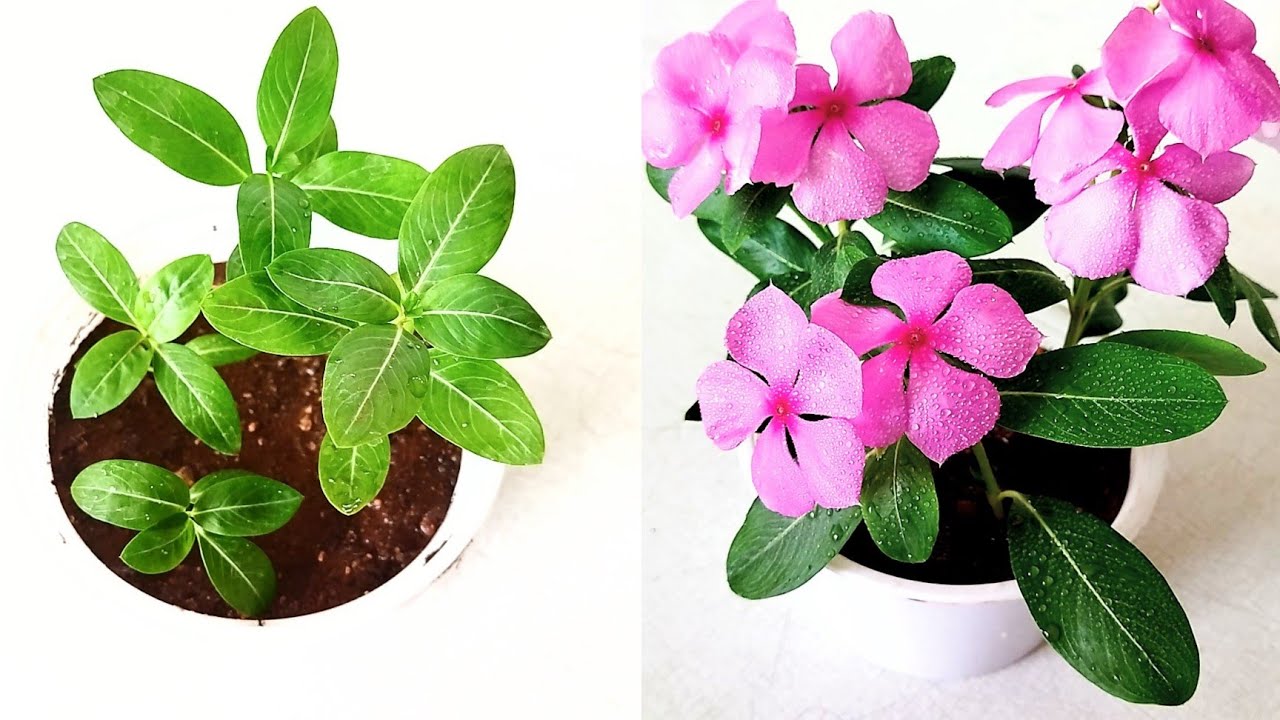 Growing of vinca/ periwinkle in pots from seeds. - YouTube