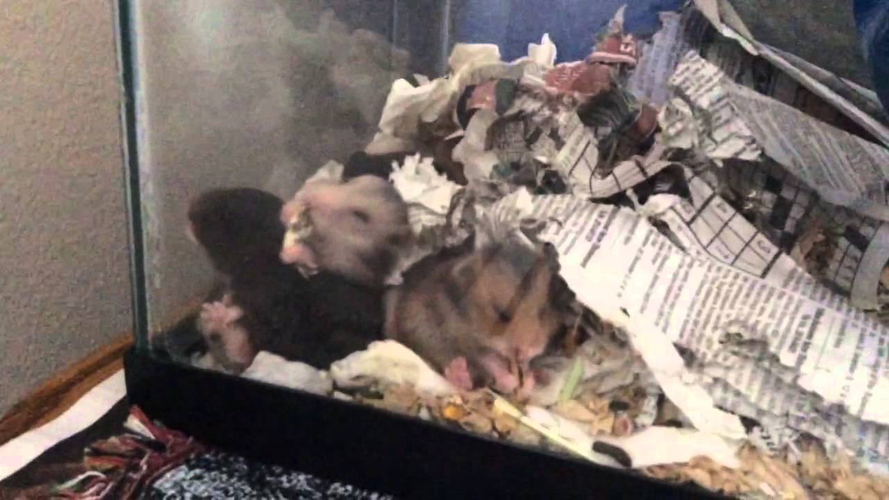 Hamster Sunflower Adventure - YouTube