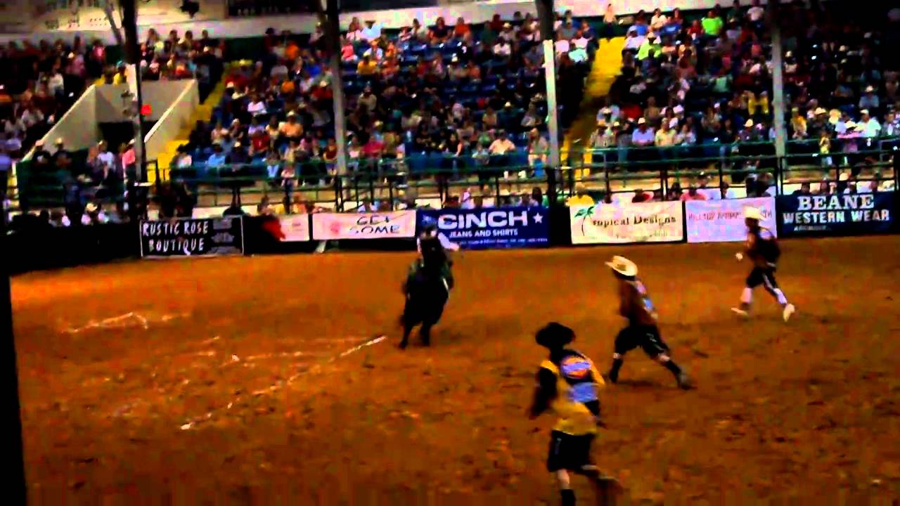Elvis in Ardmore w Daniel Keeping PBR- mini bucking bulls, miniature ...