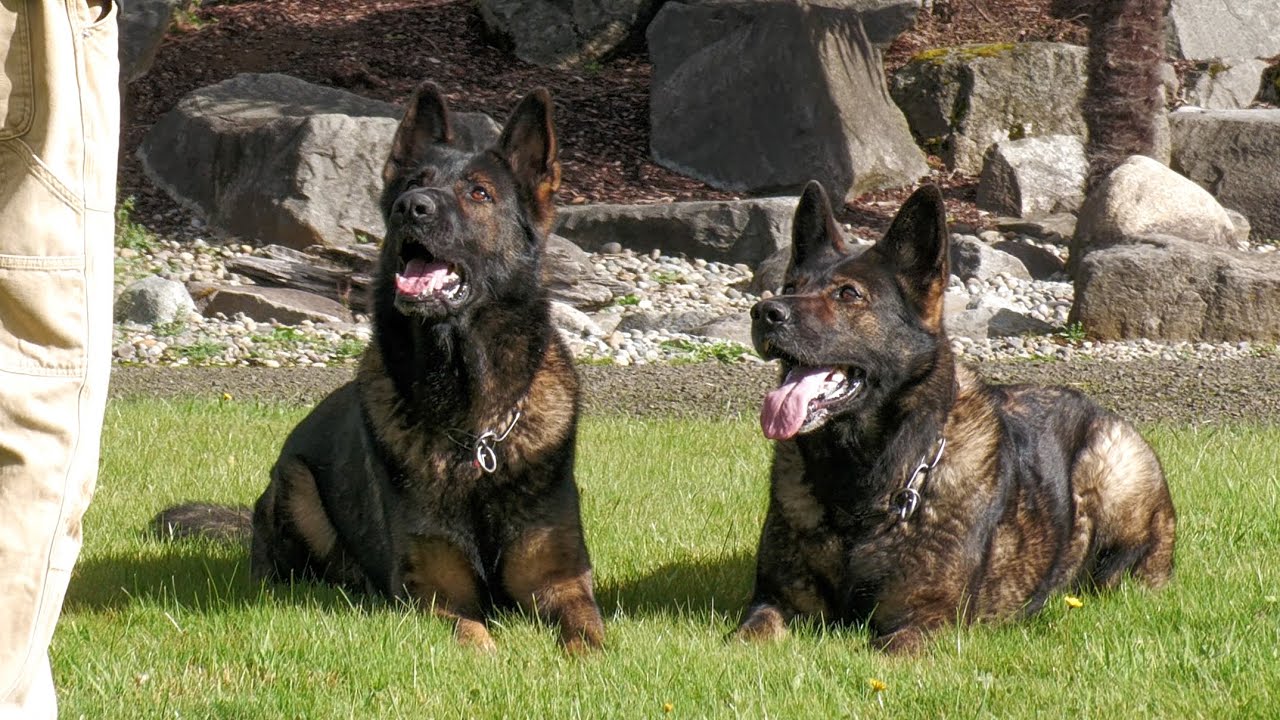 (SG) Viper Mineo - Kraftwork K9