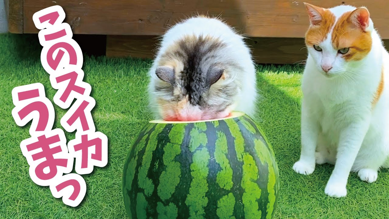 生まれて初めて食べたスイカの美味さに衝撃を受ける猫たち【関西弁でしゃべる猫】 【猫アテレコ】 Youtube