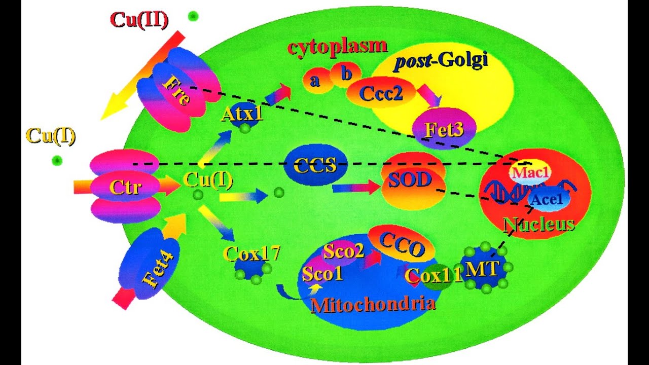 BIO INORGANIC CHEMISTRY OF COPPER IN SLIDES - YouTube