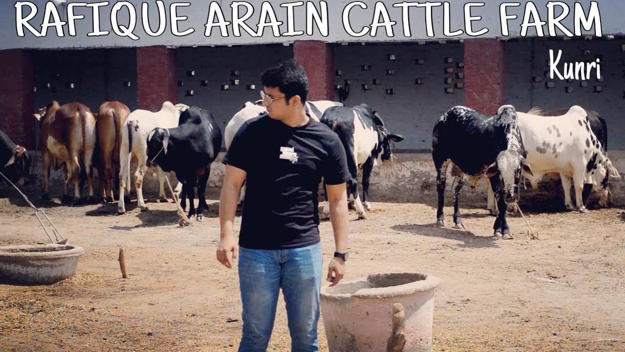From ARAIN SETUP To ARAIN CATTLE FARM ! - YouTube