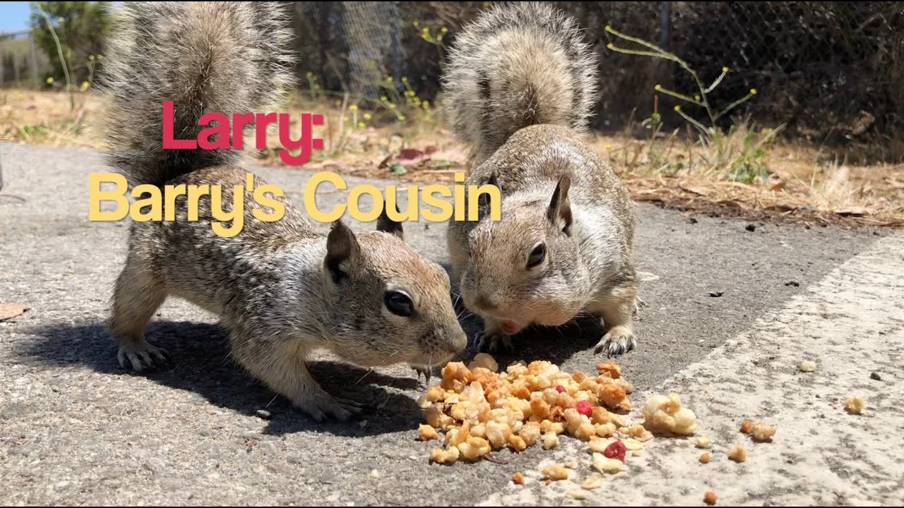 Larry: Barry the squirrel's cousin - YouTube