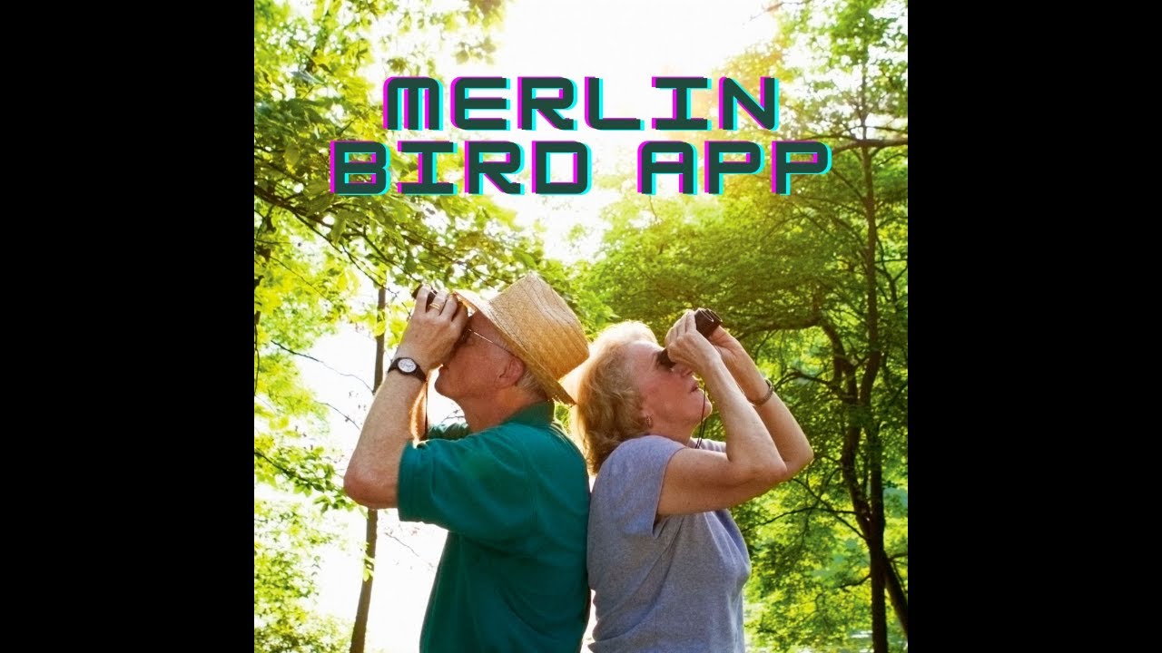 Merlin Bird App Friday Fun Tech - YouTube