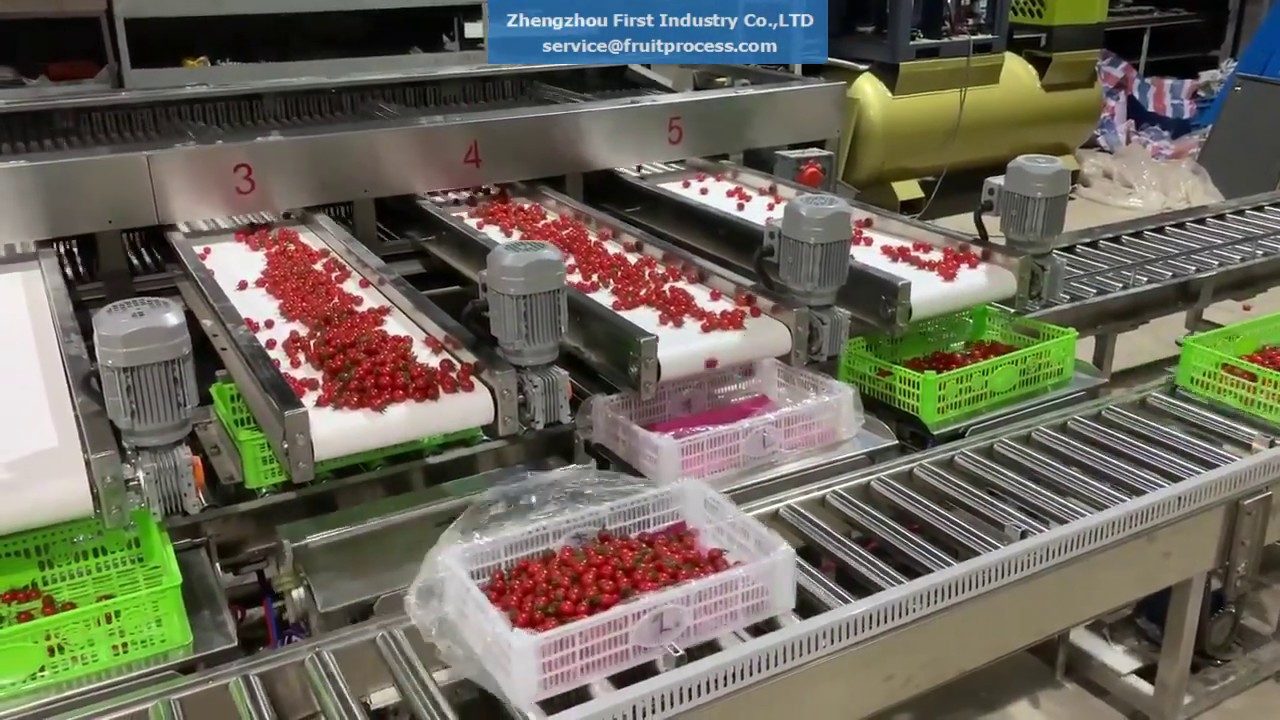 Automatic cherry tomato washing sorting weighing line, cherry tomato ...