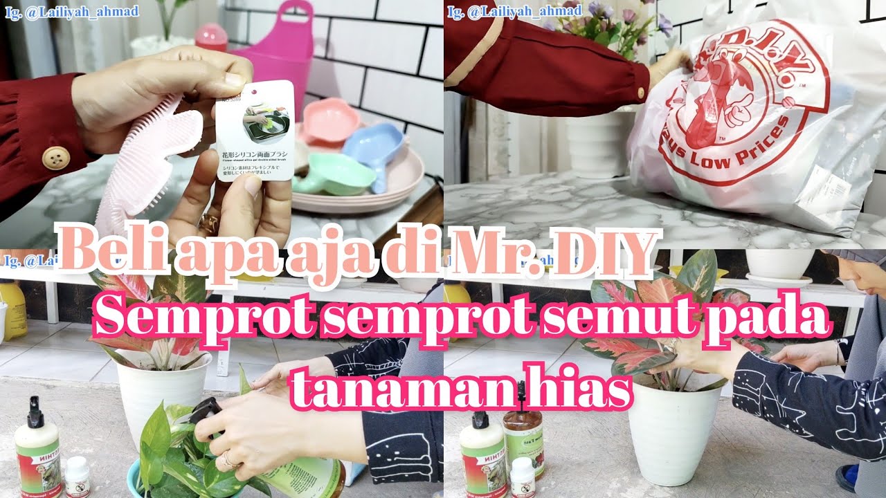 AKTIVITAS PAGI | MERAWAT TANAMAN HIAS LANJUT BONGKAR BELANJAAN DI MR ...