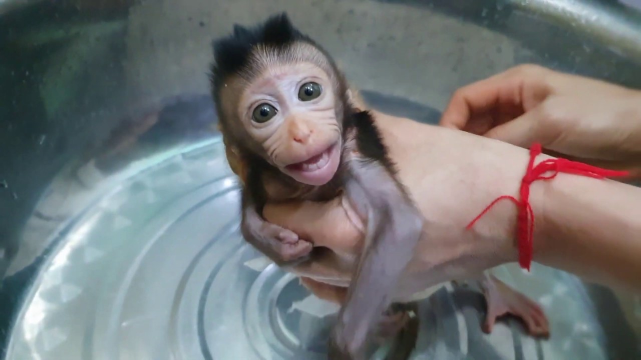 Super Crying Loudly Baby Monkey Lori While Take A Bath - YouTube