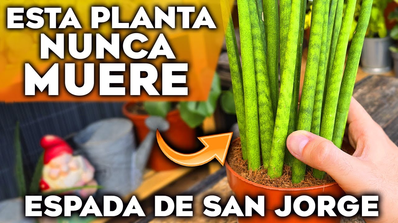 ¡La PLANTA que NUNCA MUERE! 🌿 Descubre la ESPADA de SAN JORGE o ...