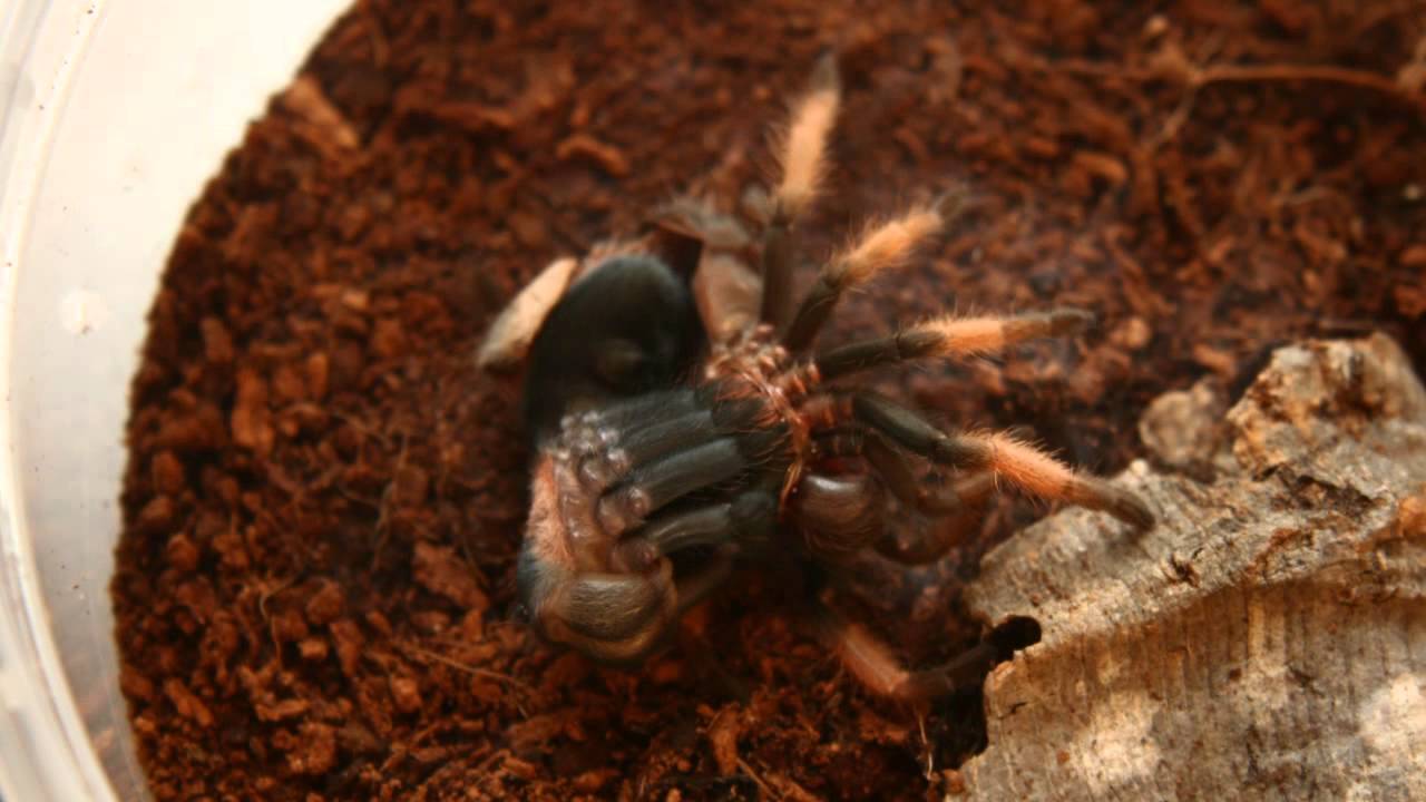 Brachypelma Emilia - Mexican Red Leg Tarantula Molt Timelapse - YouTube