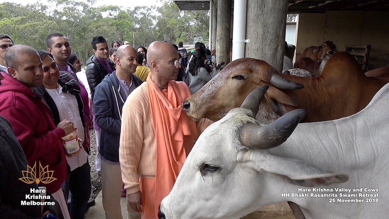 Hare Krishna Valley and Cows - HH Bhakti Rasamrita Swami Retreat - YouTube