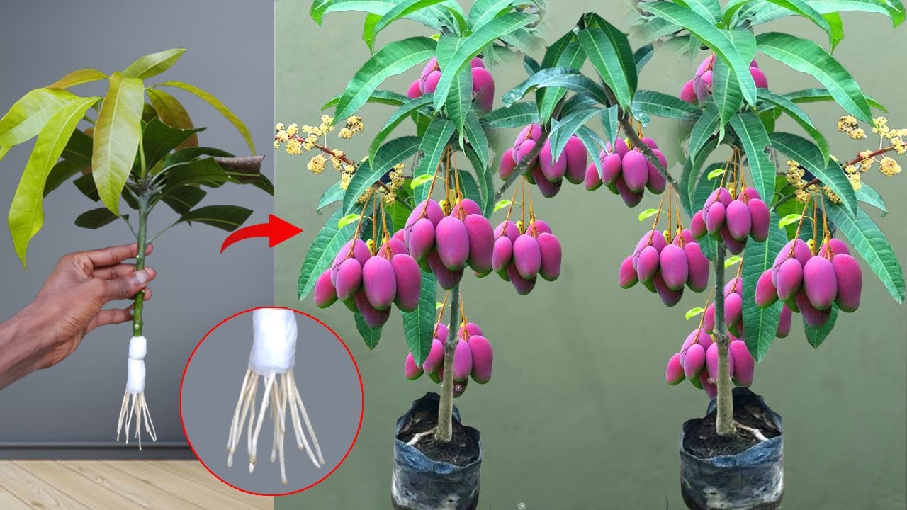 Grow mango tree from cuttings using natural rooting aloe vera & onion ...