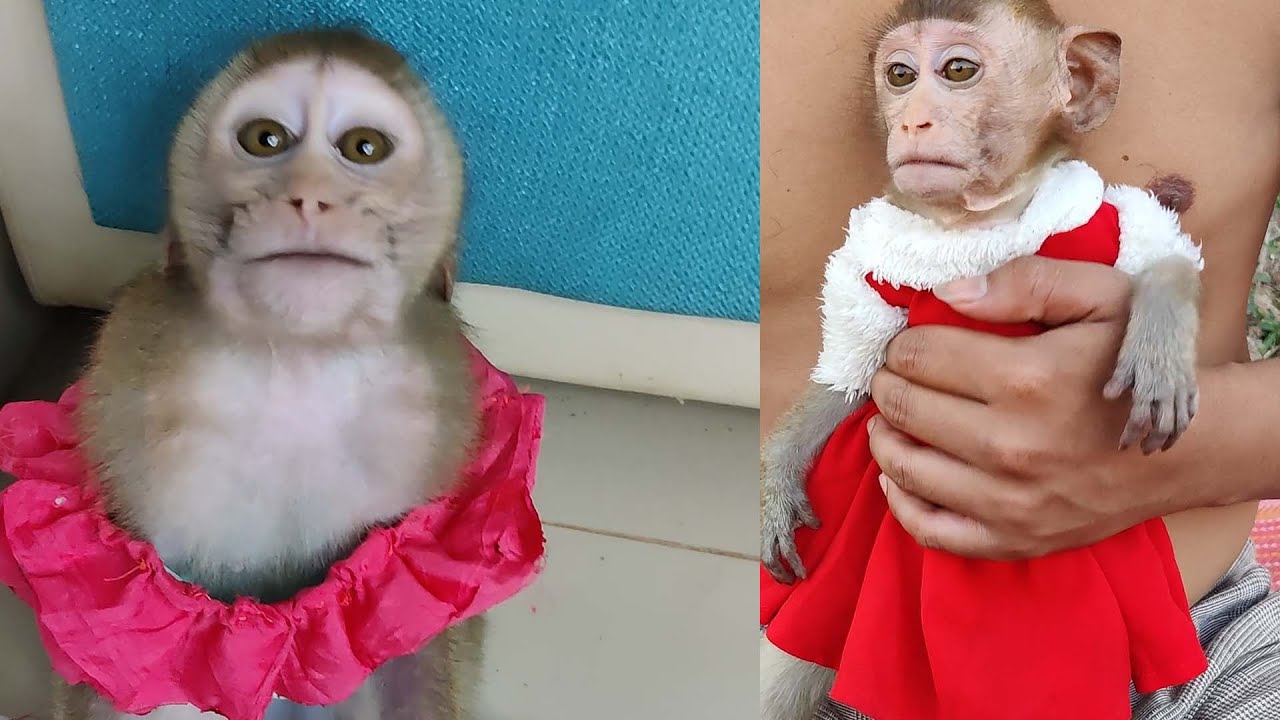 Bobo and fifi monkeys are so cute 🙏 - YouTube