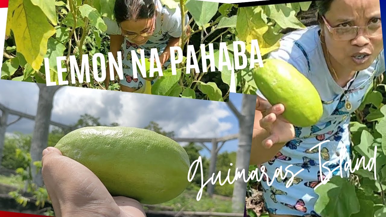 LEMON na pahaba at DRAGON FRUIT sa Guimaras. Casaroma Beach Resort ...