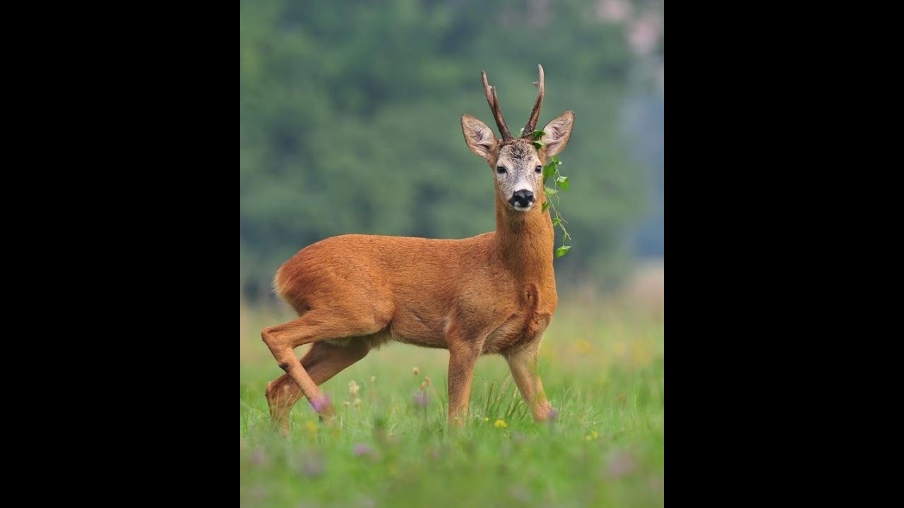 Unraveling the Mystery: Male vs. Female Roe Deer's Fascinating Traits ...