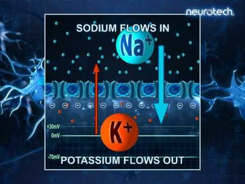 Sodium (NA)/Potassium (K) Pump - YouTube