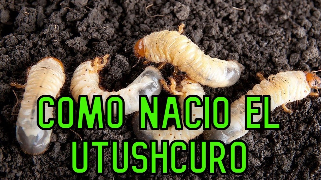 UTUSHCURO EL GUSANO DE LA PAPA - YouTube