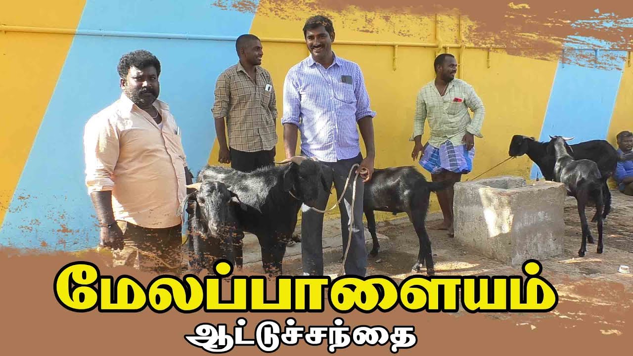 Melapalayam Goat Market | மேலப்பாளையம் ஆட்டு சந்தை - YouTube