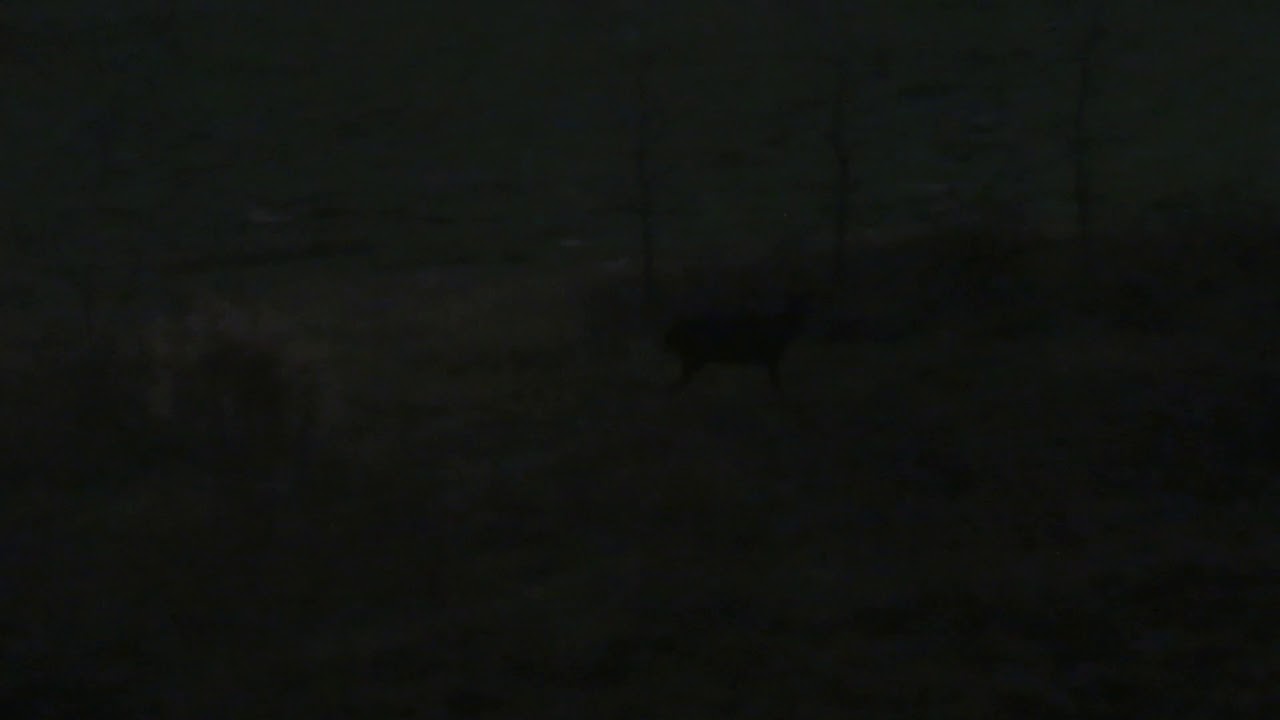 Tiff Shooting the Big 6 Point - YouTube