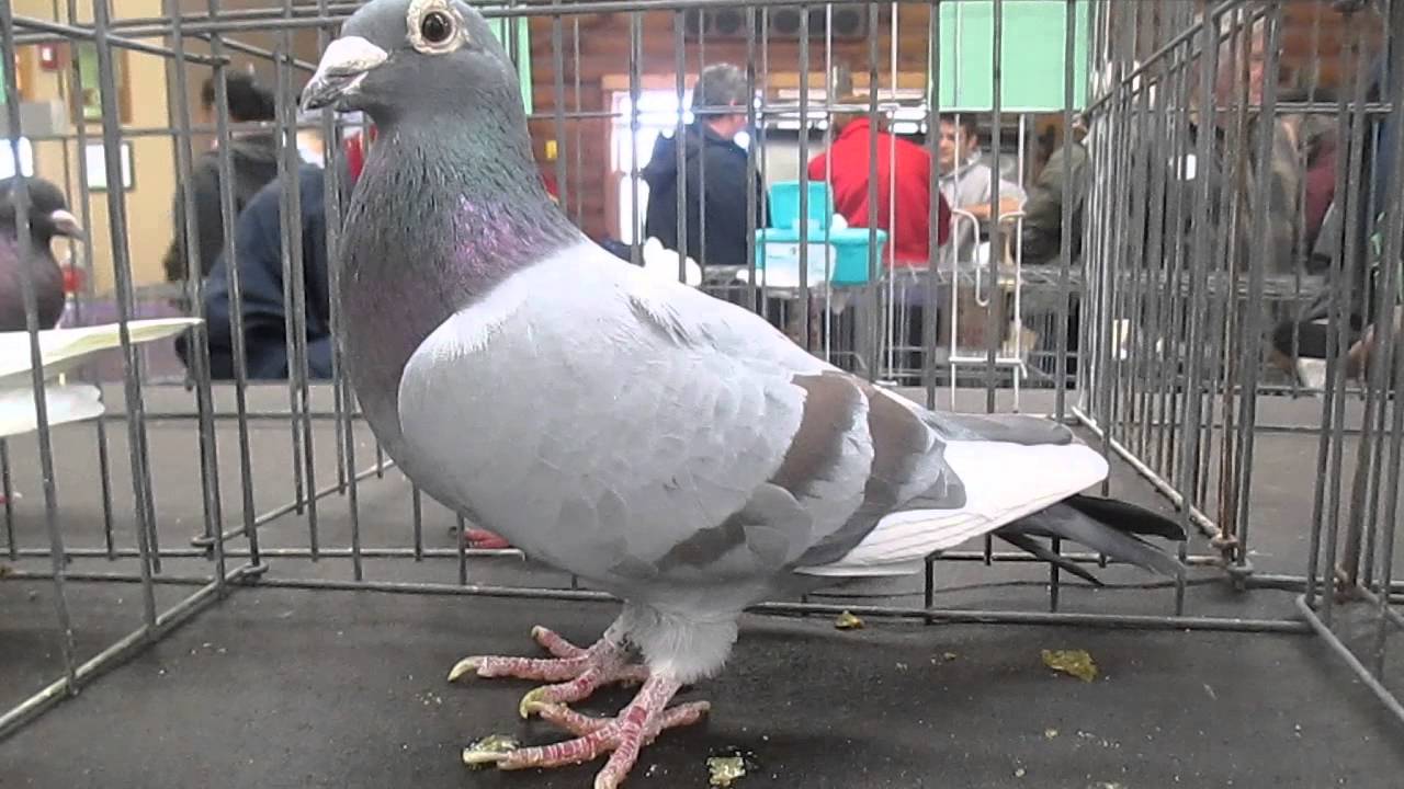 Opal bar Racing homer - YouTube