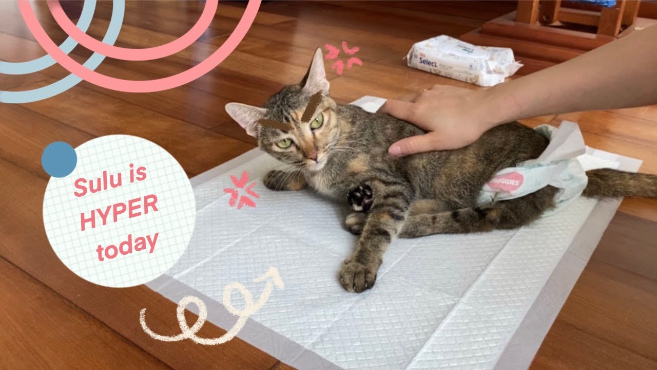 [Sulu's Story] Play with hyper cat (발작하는 고양이....) - YouTube
