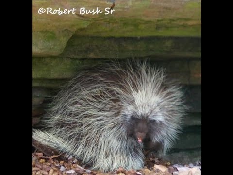 Pennsylvania Porcupine Den Cam 3/21/2021 - YouTube