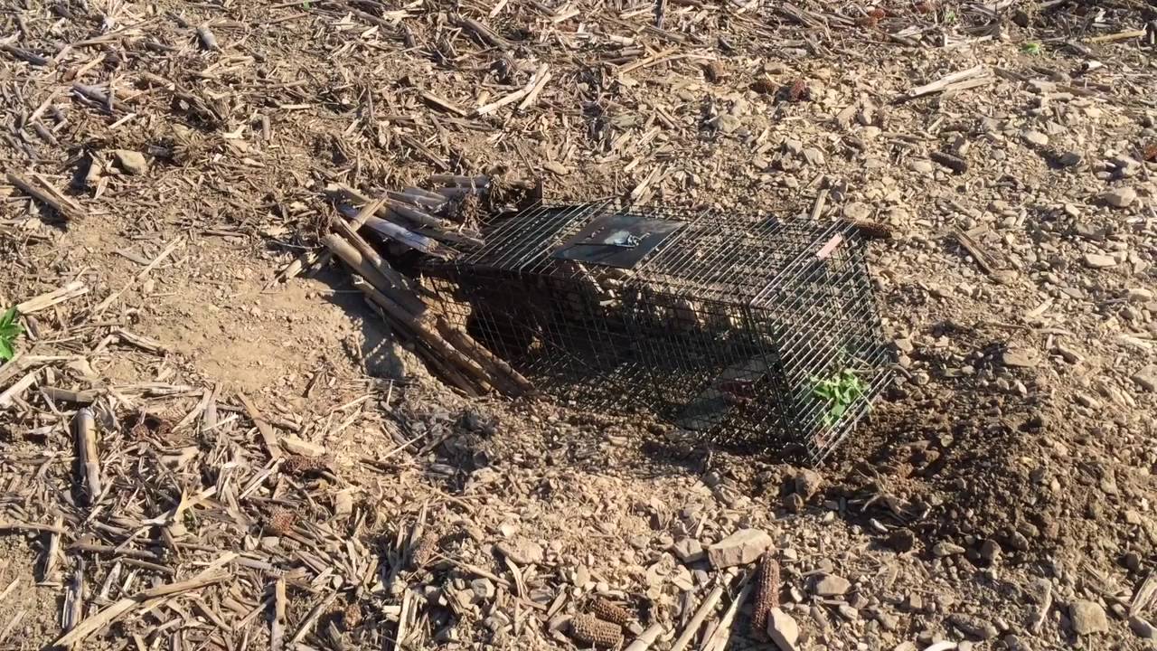 Groundhog crop damage - YouTube