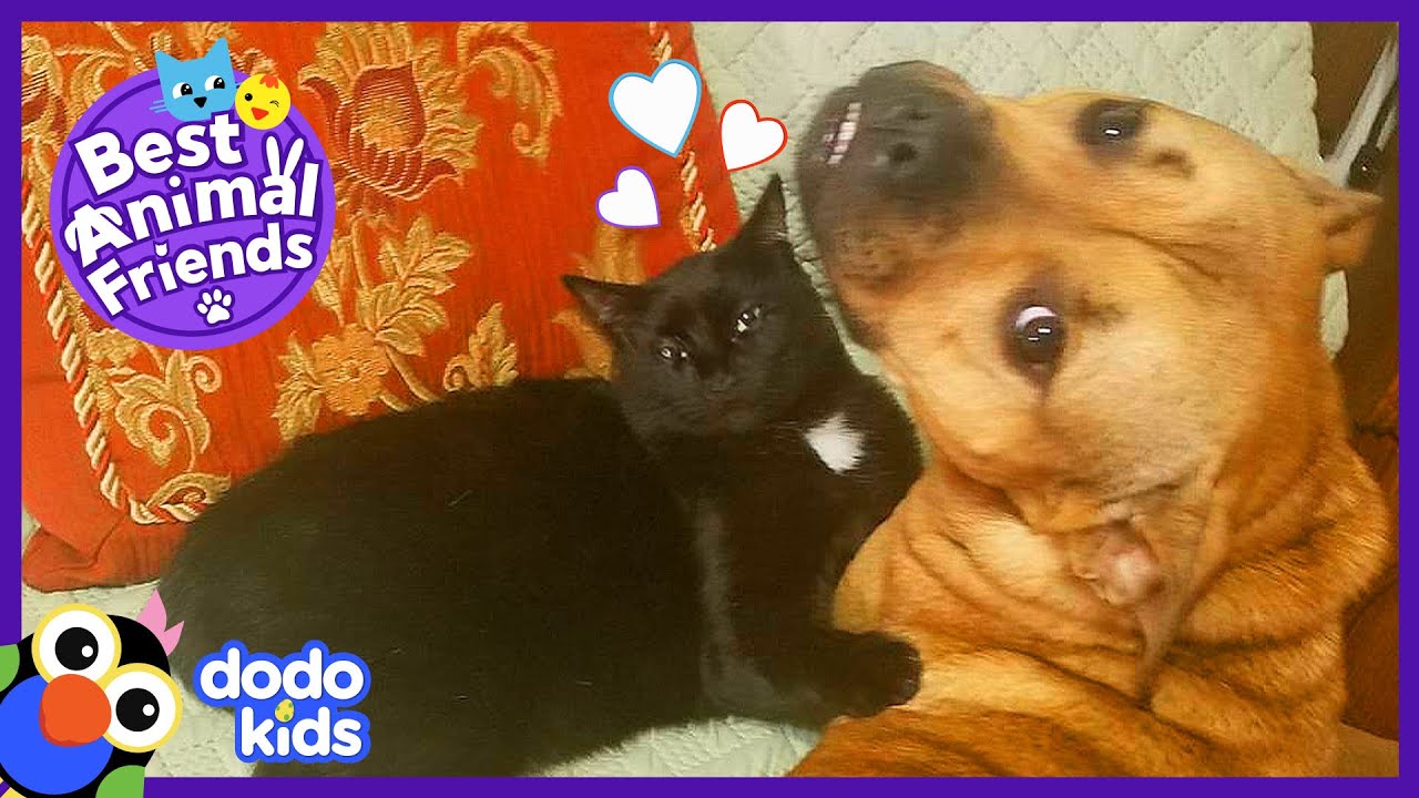 Tiny Kitten Is The Boss Of Her Big Dog Family | Animal Videos For Kids ...