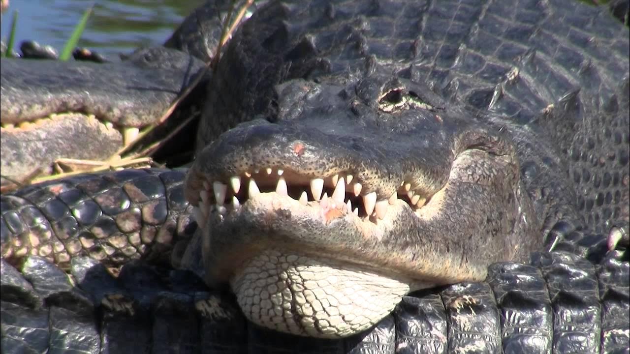 The Food Chain - YouTube