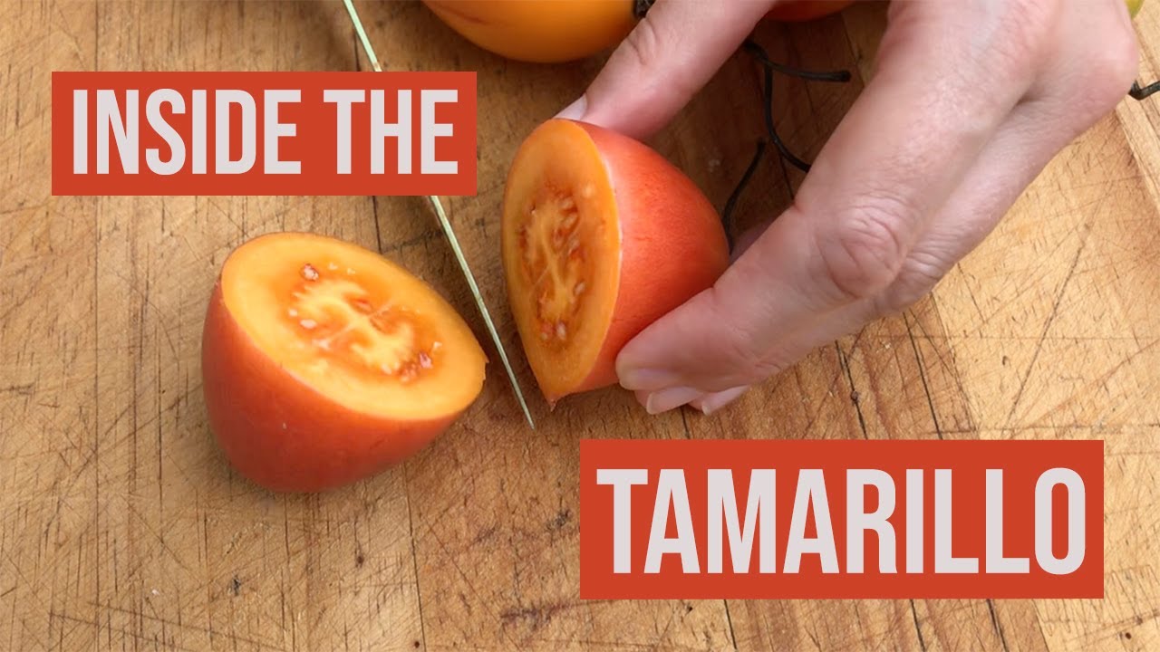 Inside Fierce Fruit Ep 8 | Tamarillo (Tree Tomato) - YouTube