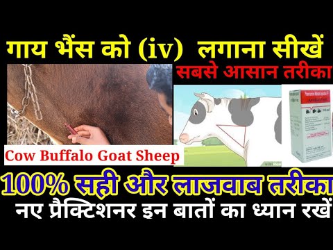 गाय भैंस को Intravenous Injection (iv) कैसे लगाएं/Intravenous Injection ...