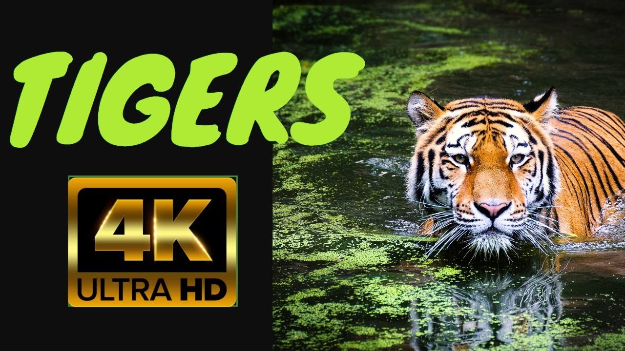 tiger 4k - YouTube