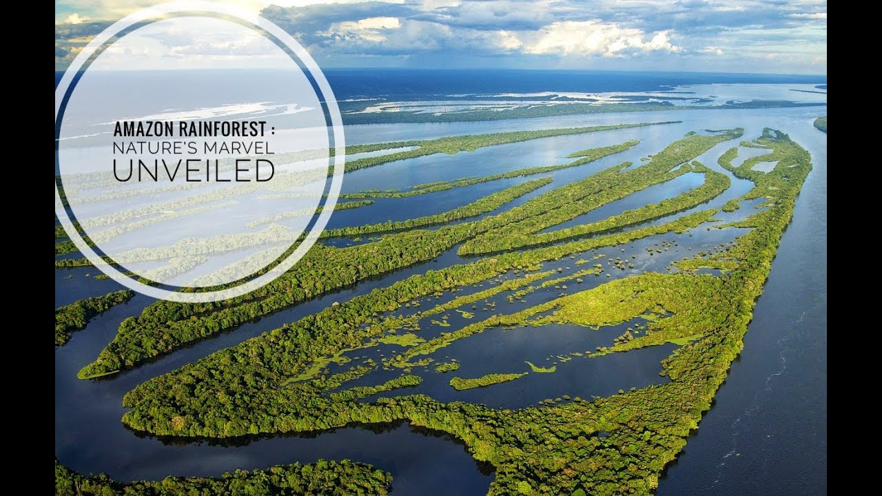 The Amazon Rainforest: Exploring Nature's Majestic Wonder - YouTube