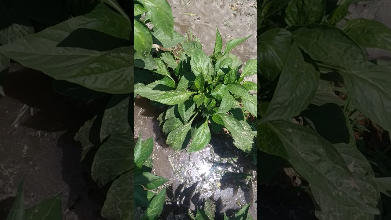 Irrigation Stage of flowering and fruiting time crops of Capsicum and ...