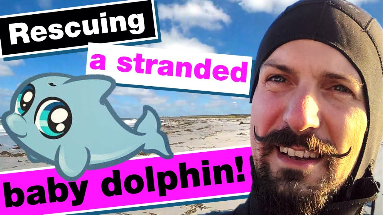 Rescuing a stranded baby dolphin! 🐬🐬 - YouTube