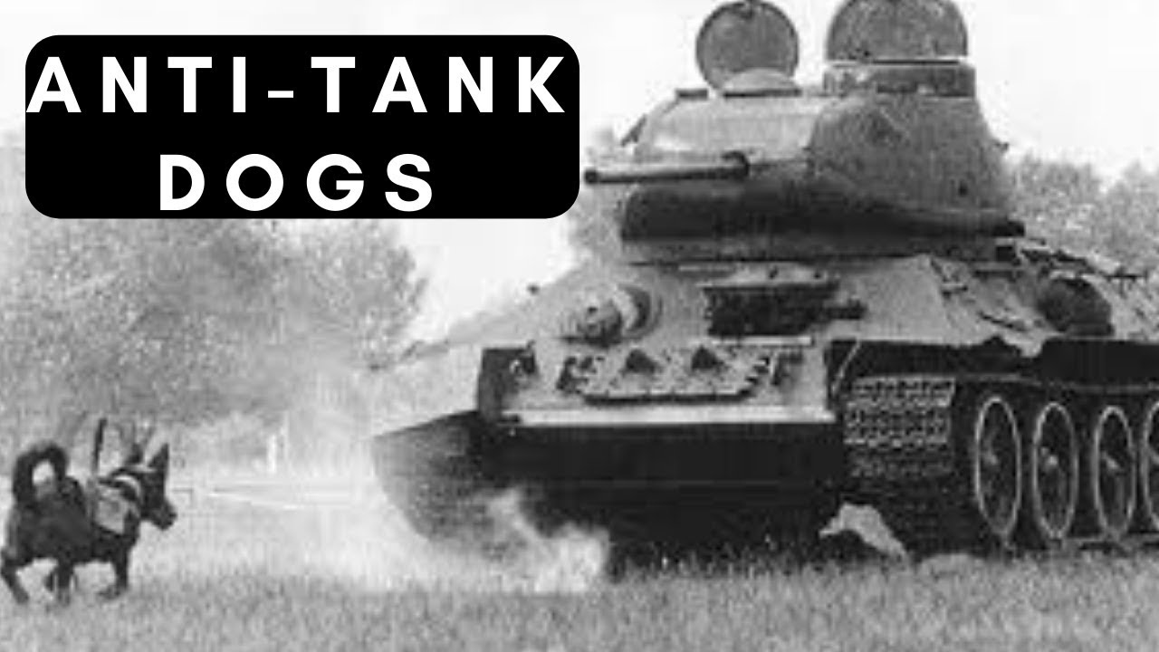 Anti-tank dog - CRAZIEST ant-tank weapon ever! - YouTube