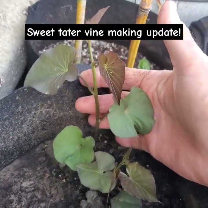 4.30.25 sweet tater vine propagating update. easy. free. do it. - YouTube