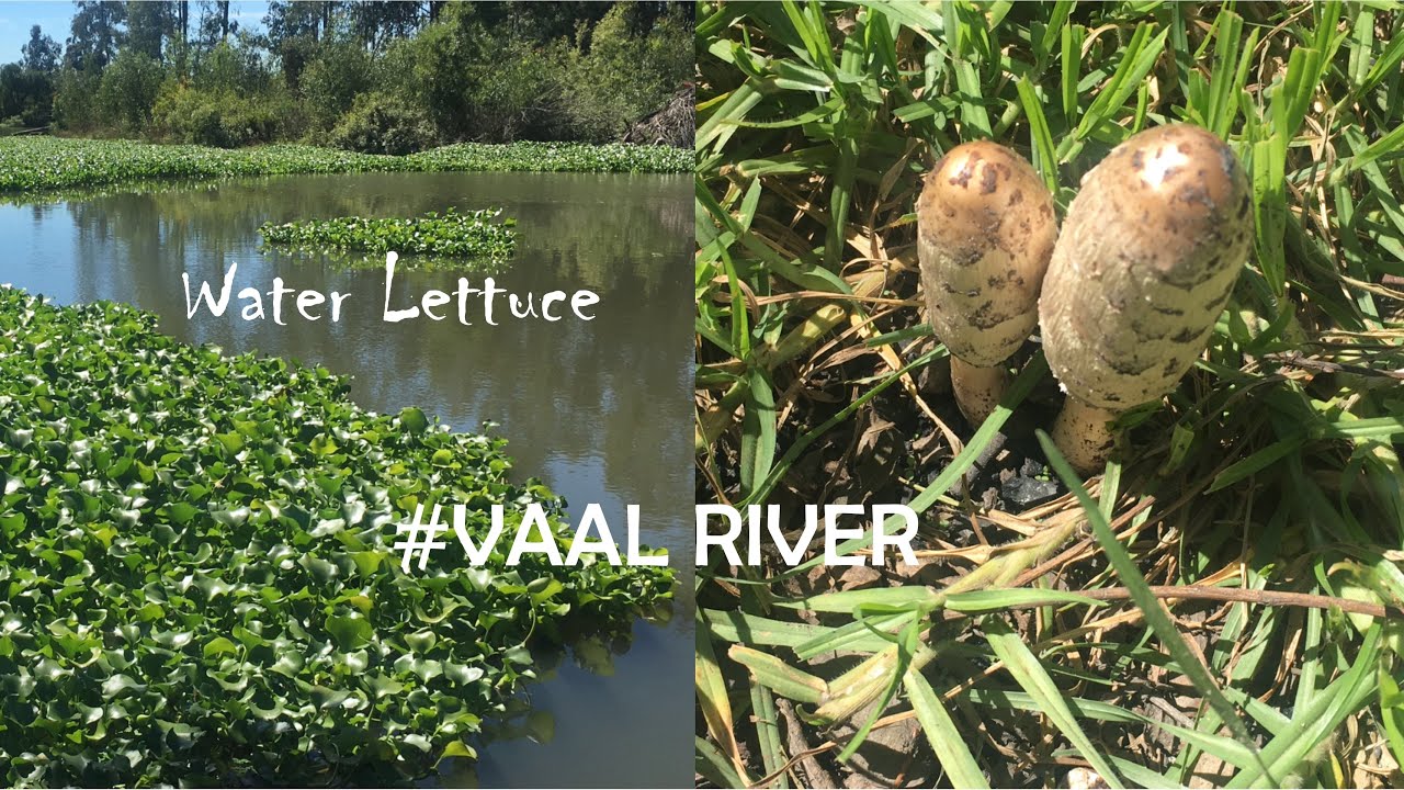 It is challenging to fish where there is Water lettuce 🥬 | Vaal River ...