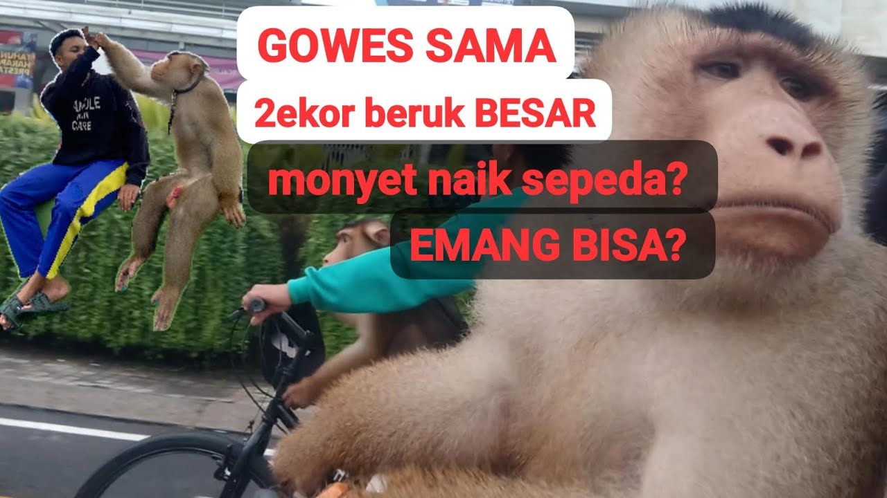 BASTIAN & MICHAEL si beruk besar ikut jalan jalan naik sepeda ke GOR ...