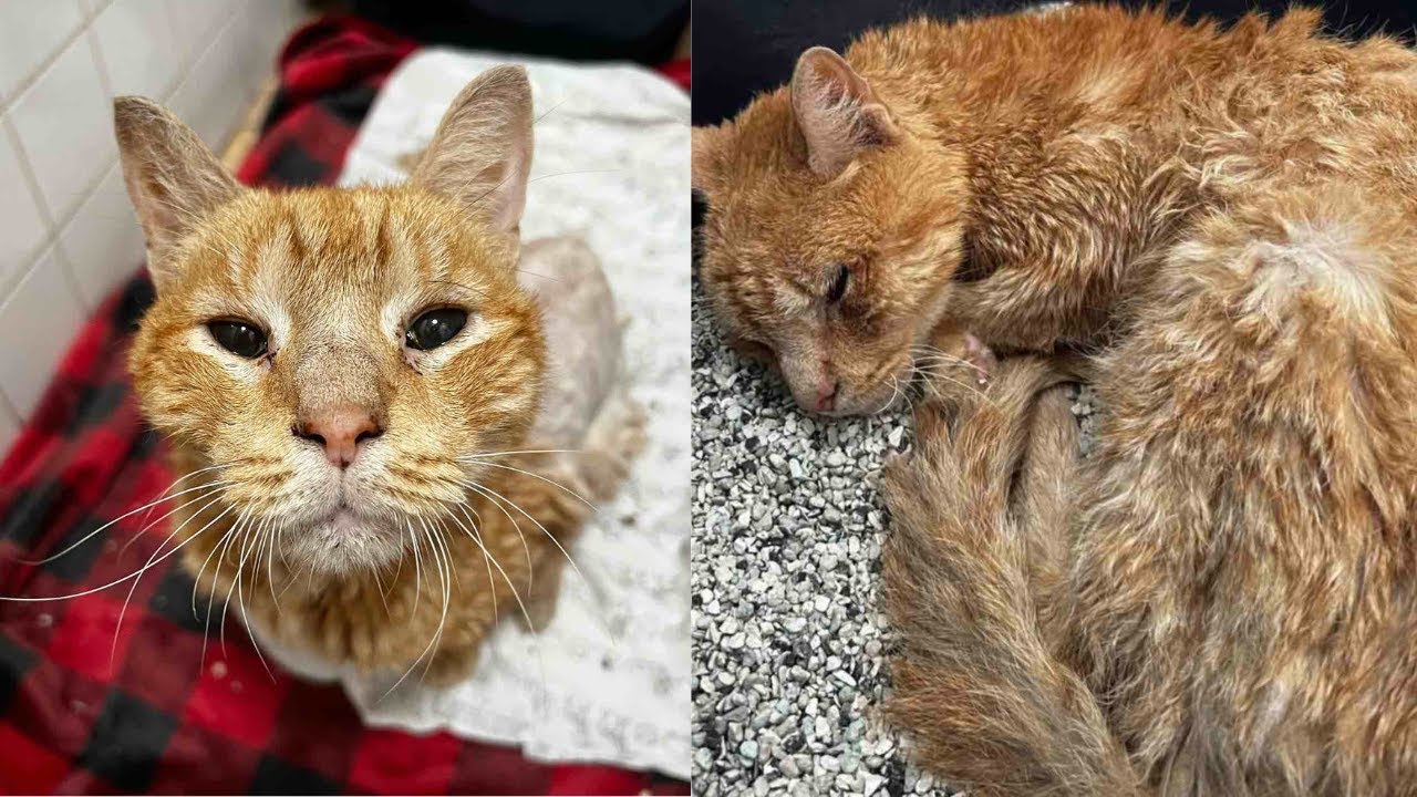 Outcast Senior Cat Becomes The King Of The Neighbourhood - YouTube