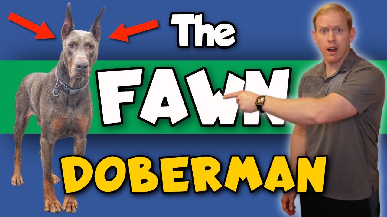 Fawn & Rust Dobermans: Is This Rare Color Right For You? - Dogsguide.blog