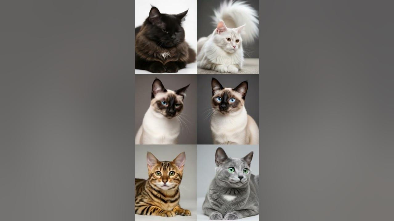 #DreamScreenAI#top 5 cute Cat 🐈 #cat#cute Cat 🐈 - YouTube