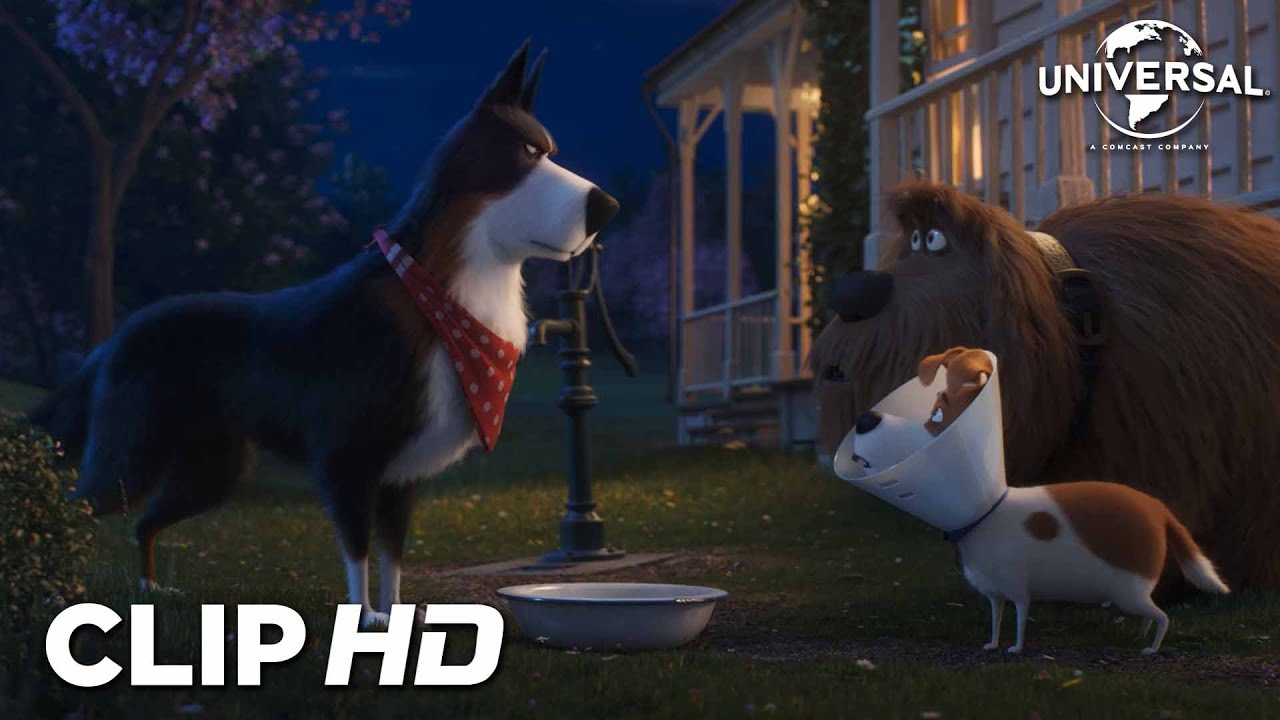 MASCOTAS 2 - Clip 11 "Max y Duke conocen a Gallo" - YouTube