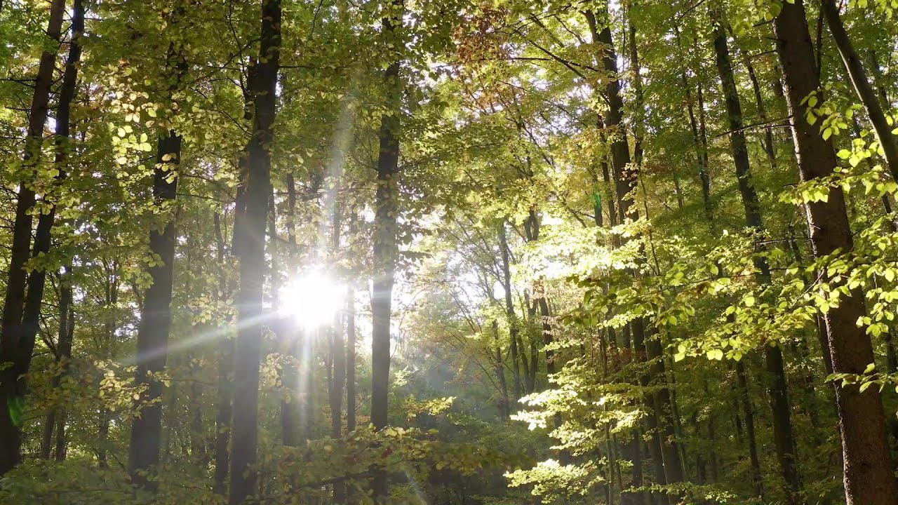 Welcome to the American Forest Foundation - YouTube