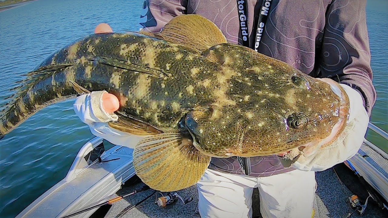 FLATHEAD HUNT & SURFACE BREAM - YouTube